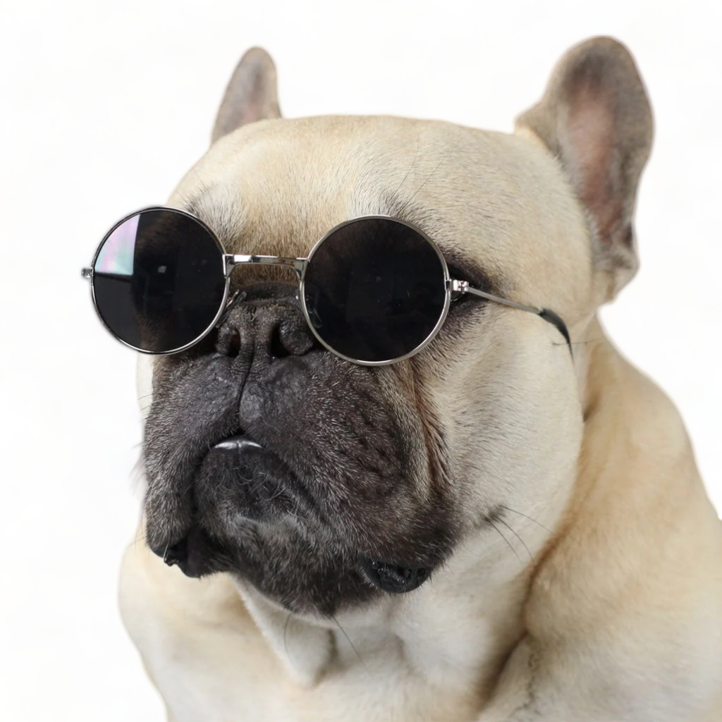 BEST Doggo Glasses – Griffin's Haru